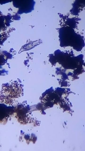 Habrotrocha lata (Bryce)