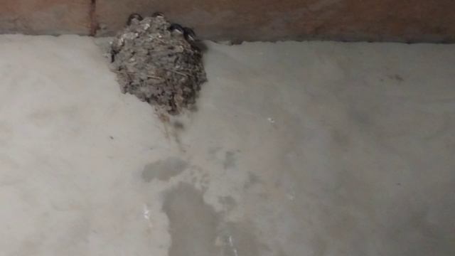 Ласточкино гнёздышко :)