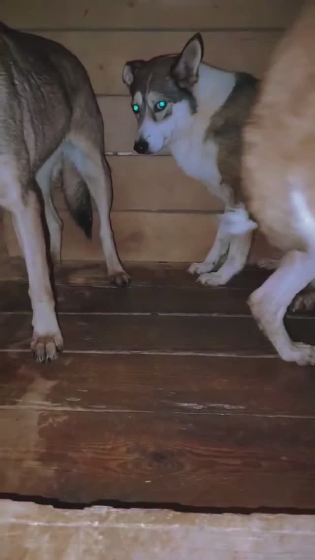 "Незримая жизнь" ❥ Приют в Малинках