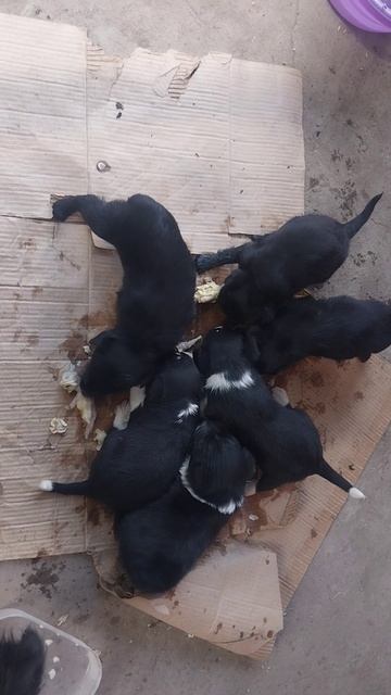 Первый приём  твёрдой пищи щенят :)