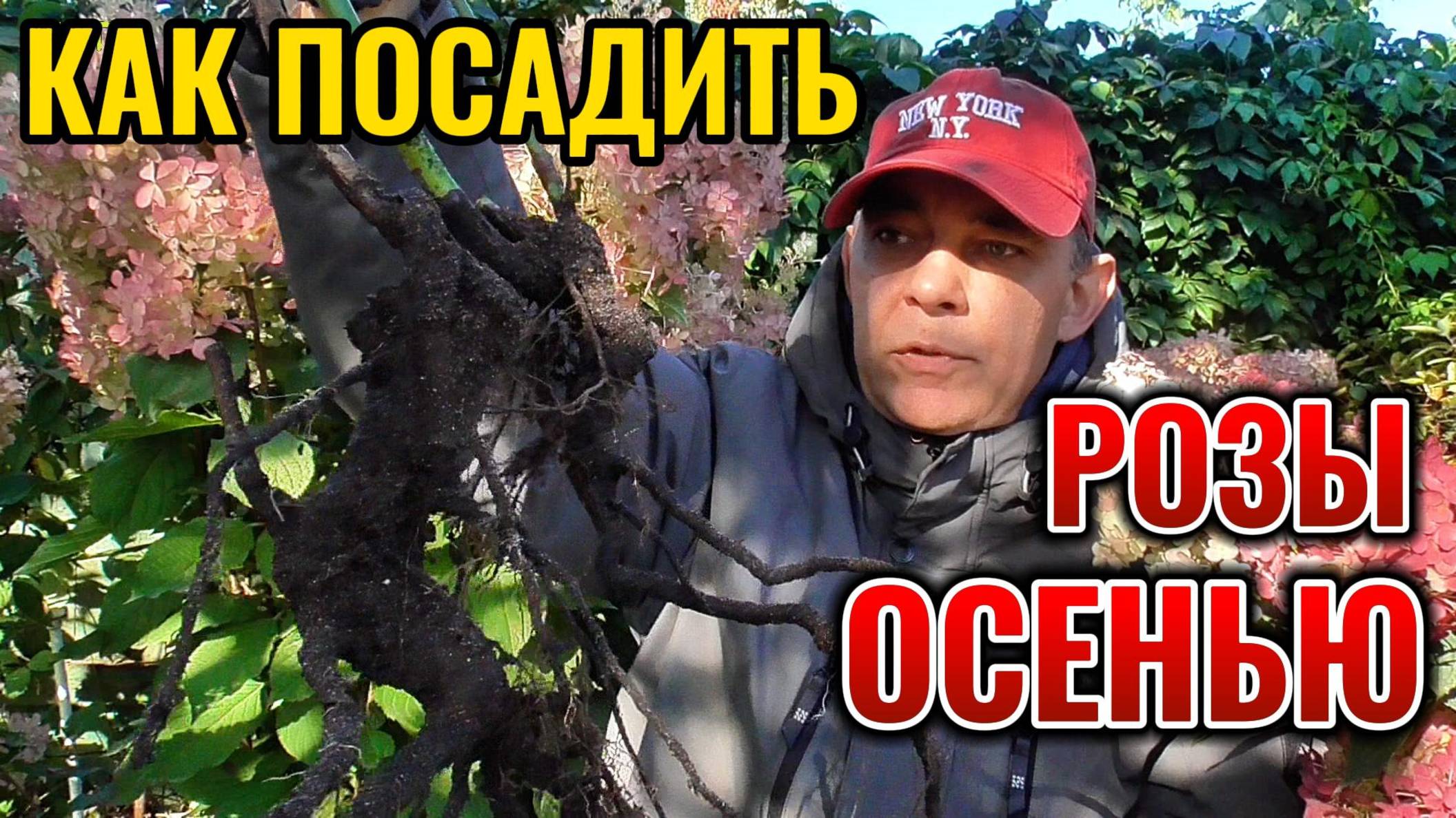 Только при такой осенней посадке РОЗЫ плетистые хорошо приживаются, зимуют и обильно цветут 🌹