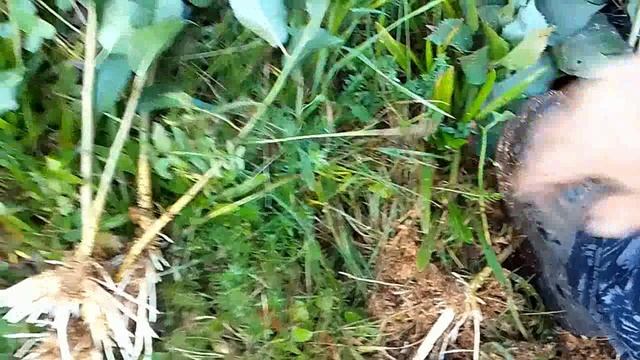 подвой Лошадинная Грива.