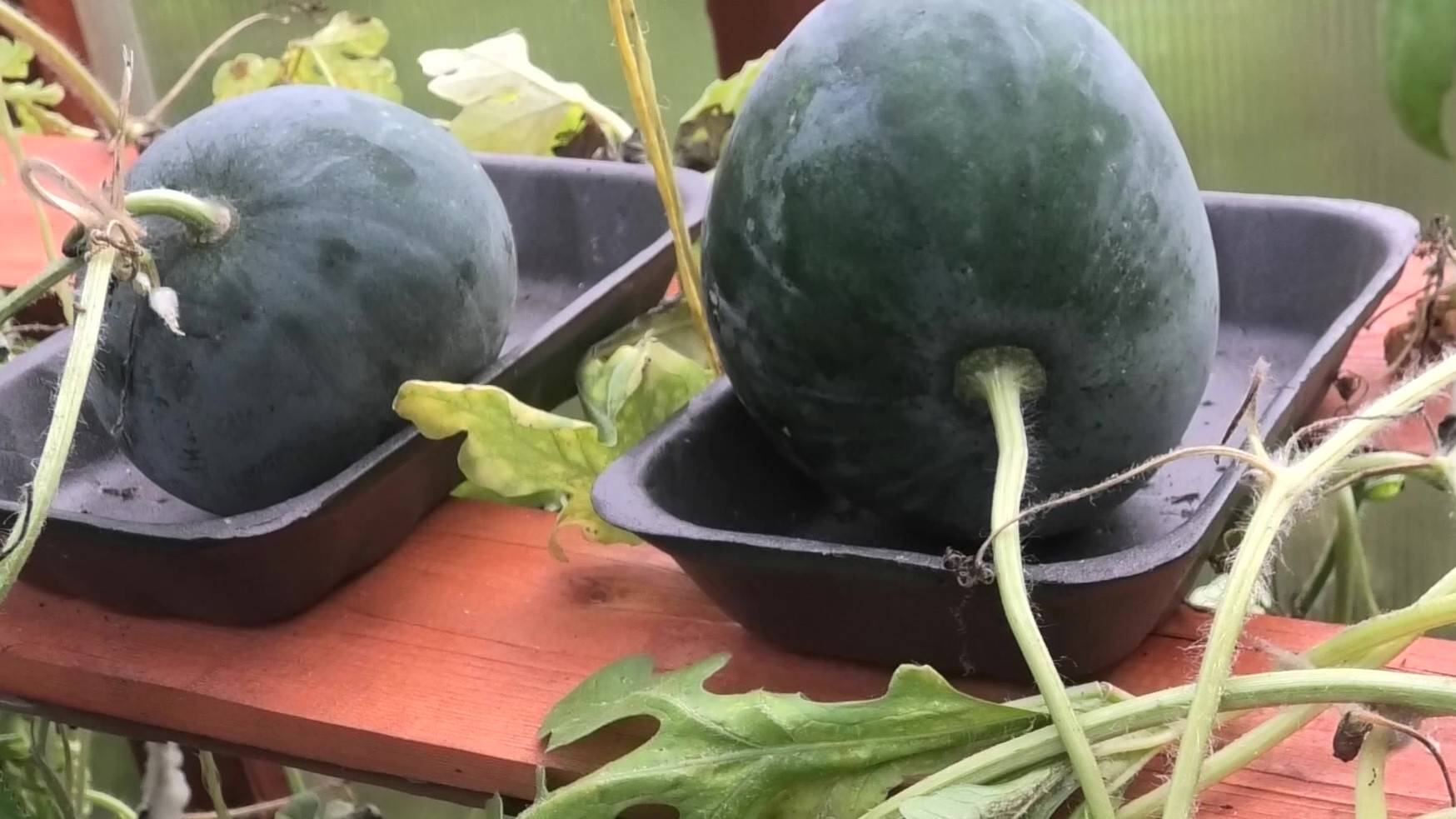 27 09-3 10 25г на даче