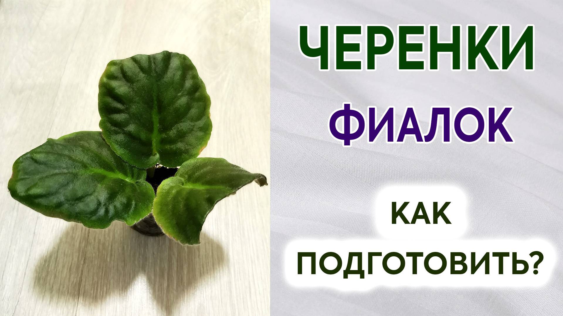 Как подготовить черенки фиалки? Какие черенки лучше дают детку. Вывод.