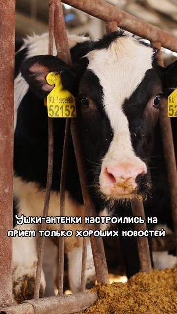 😉Каждая пятница — это маленький праздник и хорошая новость сама по себе!