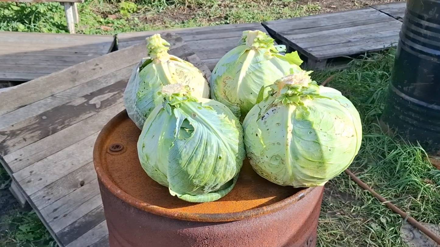 Закрываем дачный сезон 2025, погреб, капуста, пешком до сада, работа в теплице.