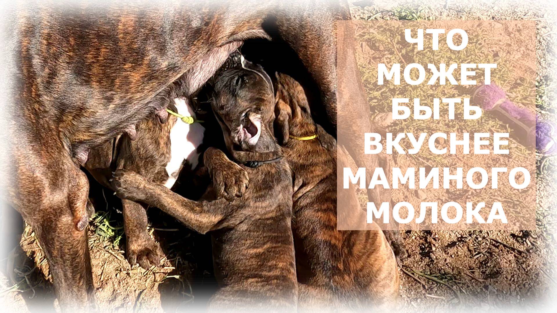 У щенков боксёра банный день.