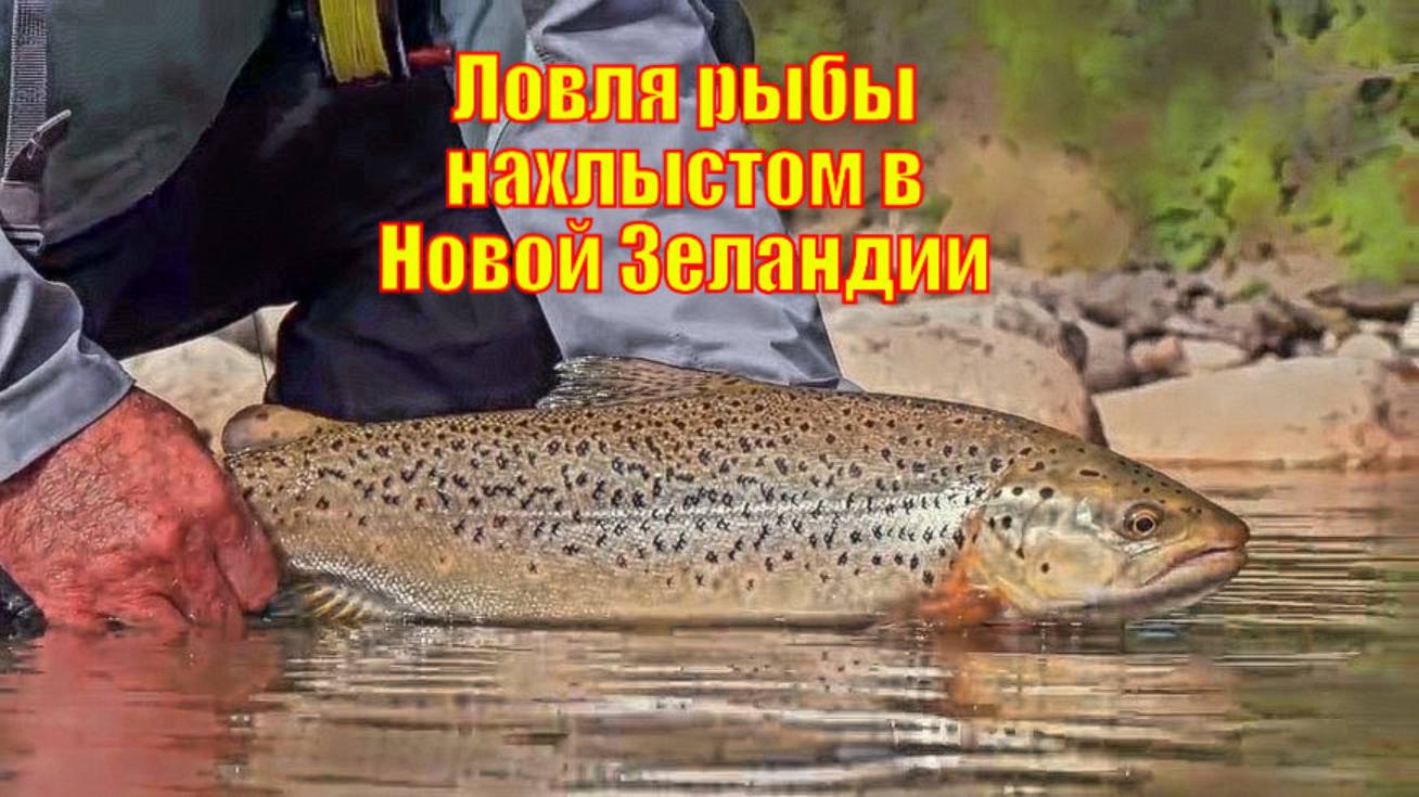 Ловля рыбы нахлыстом в Новой Зеландии
