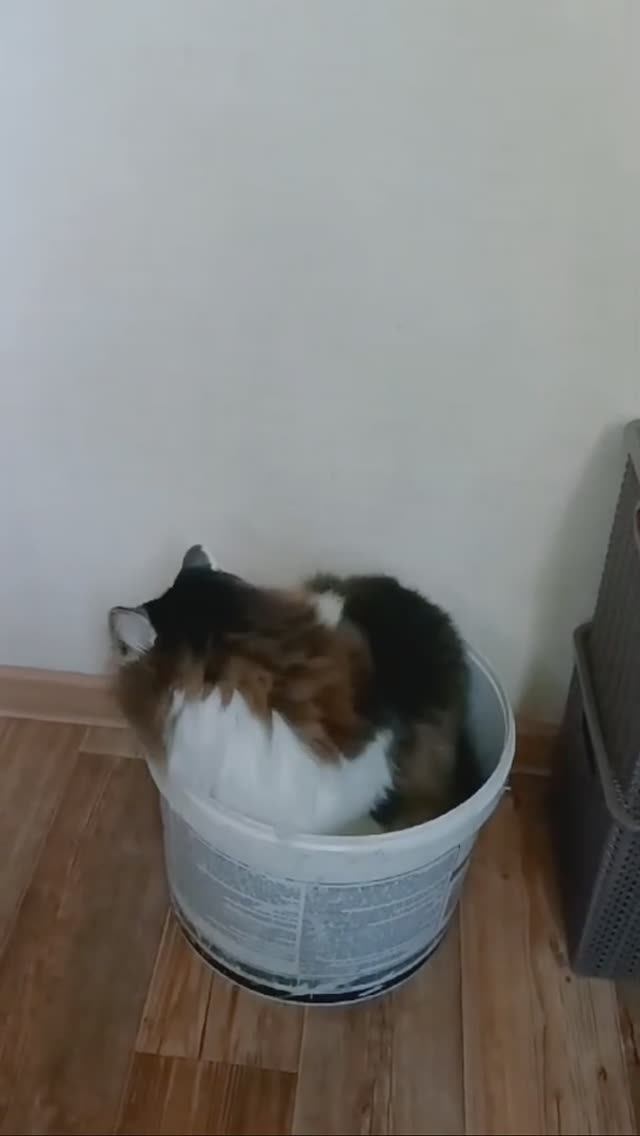 Когда кот Проша просит свой Кабриолет...😻😻😻# Кот, который #кот Проша