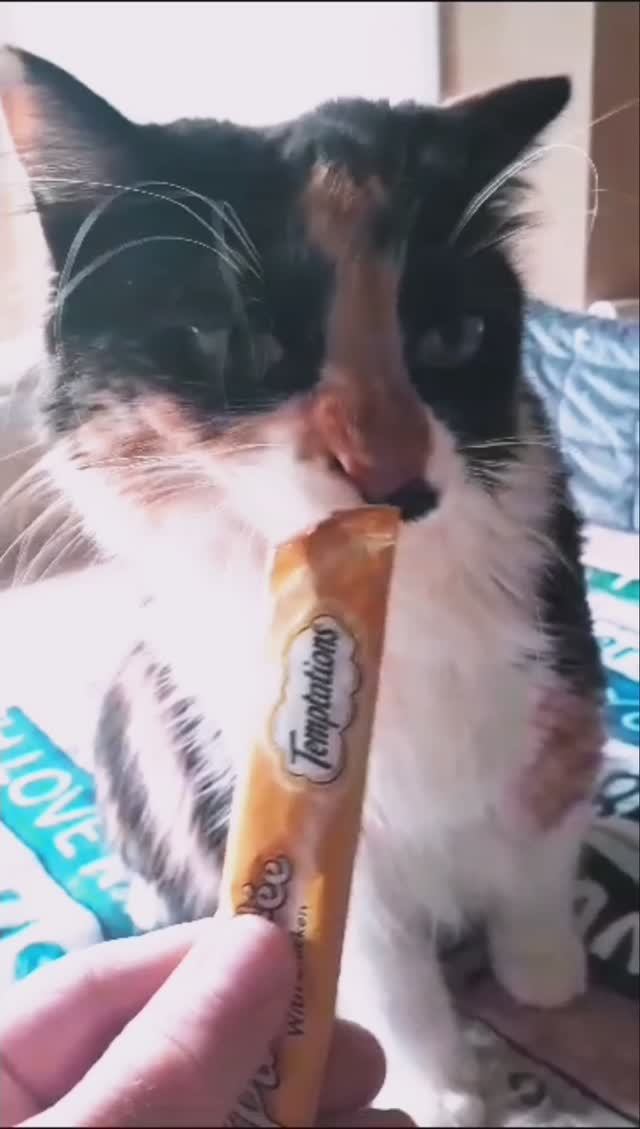 Красавица кошка  Панки пробует новое угощение.