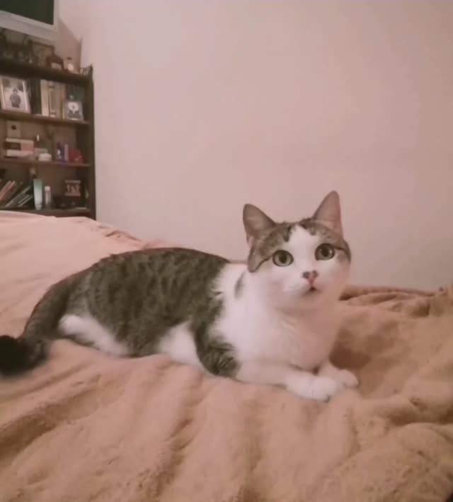 Замурчательное настроение у кошки Грейси.