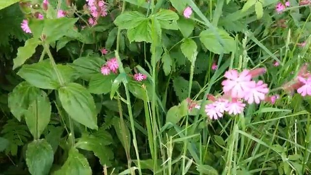 Цветы луговые Летняя зарисовка.