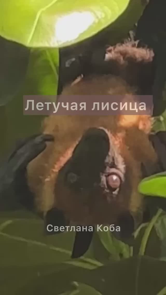 Летучая лисица