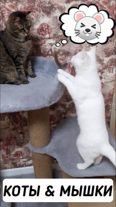 Новая забава у котиков 😺🐭 Смотреть до конца☝️