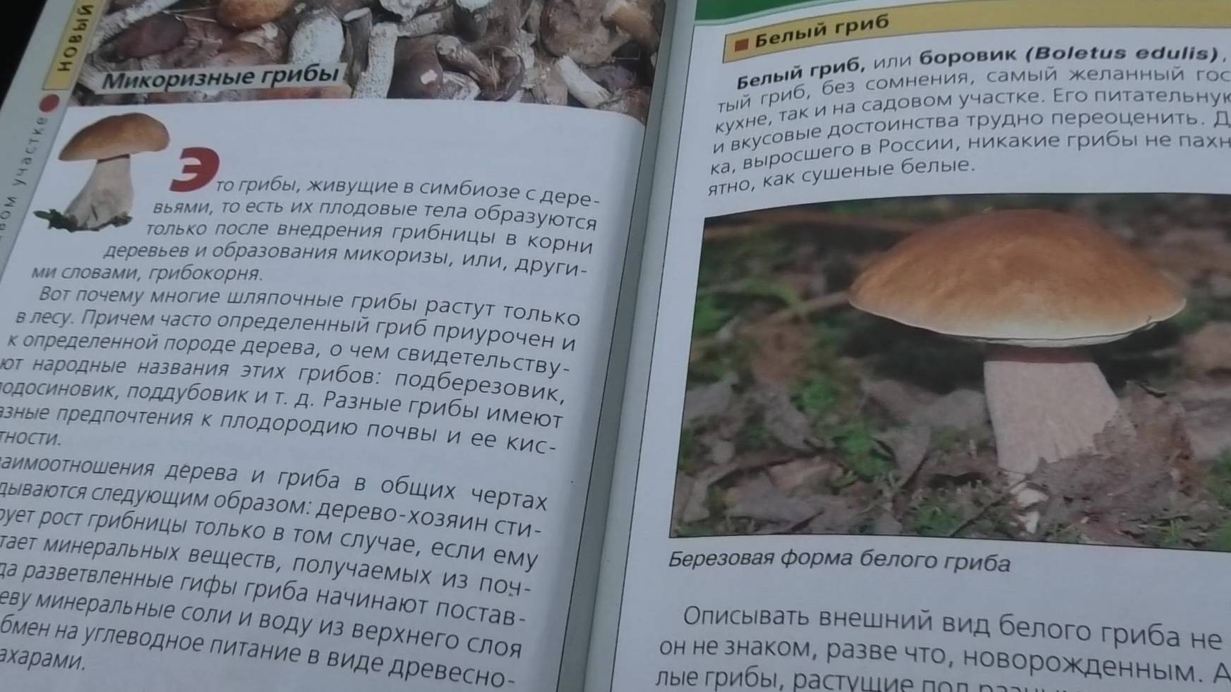 18 09-27 09 25г дача, рыбалка,о разведении белого гриба