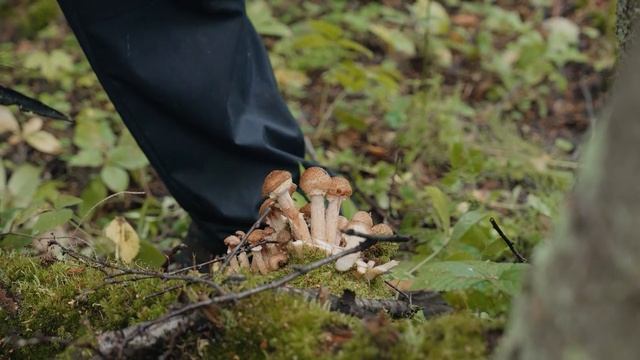 Дикая кухня. Анонс. Серия 1. Канал Приключения