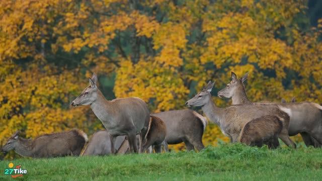 Олень в осеннем лесу. Песня