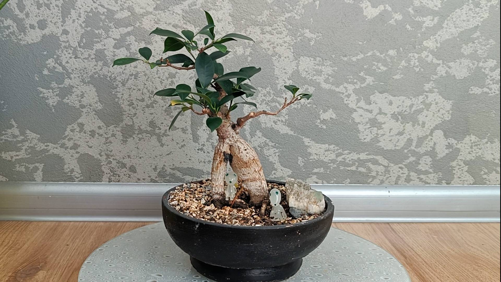 Фикус Гинсенг Часть 5