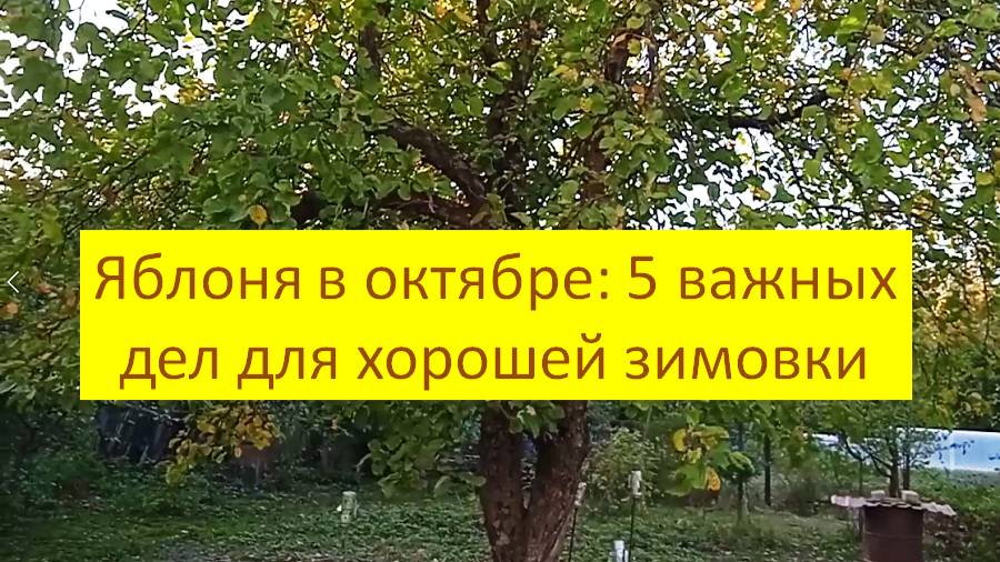 Яблоня в октябре: 5 важных дел для хорошей перезимовки