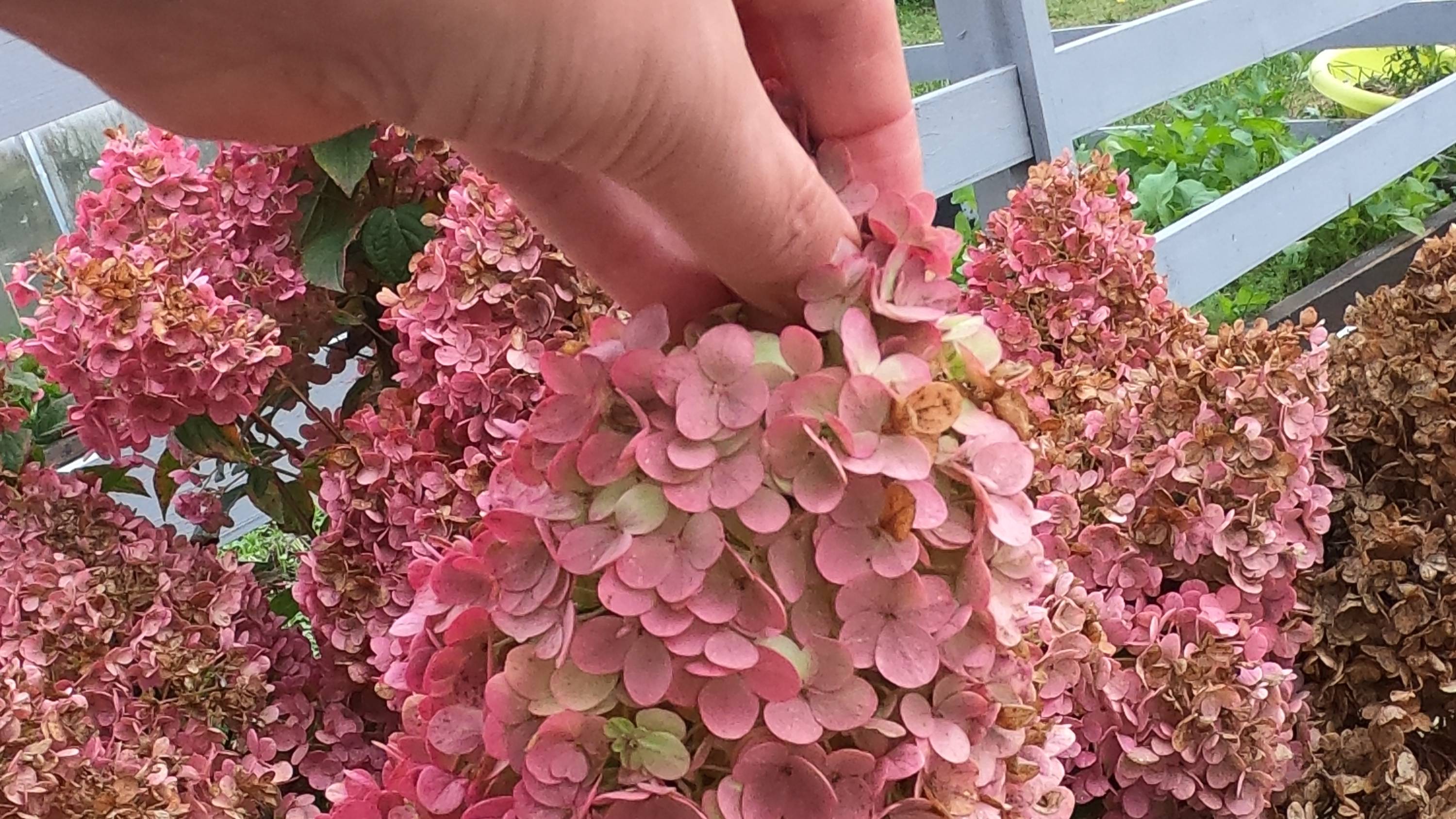 Обзор состояния метельчатых и крупнолистных гортензий после воздействия отрицательных температур.