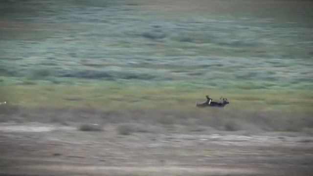 Северные олени полярного Урала