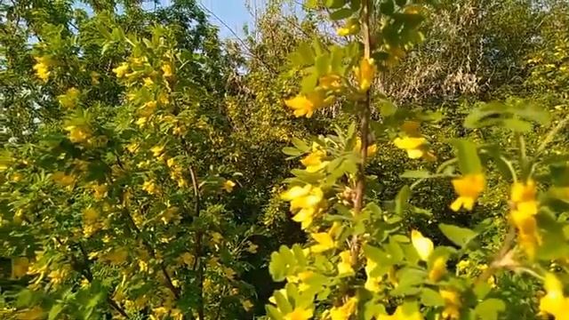 Цветение акации желтой караганы древовидной медоносапосещение ее пчелами