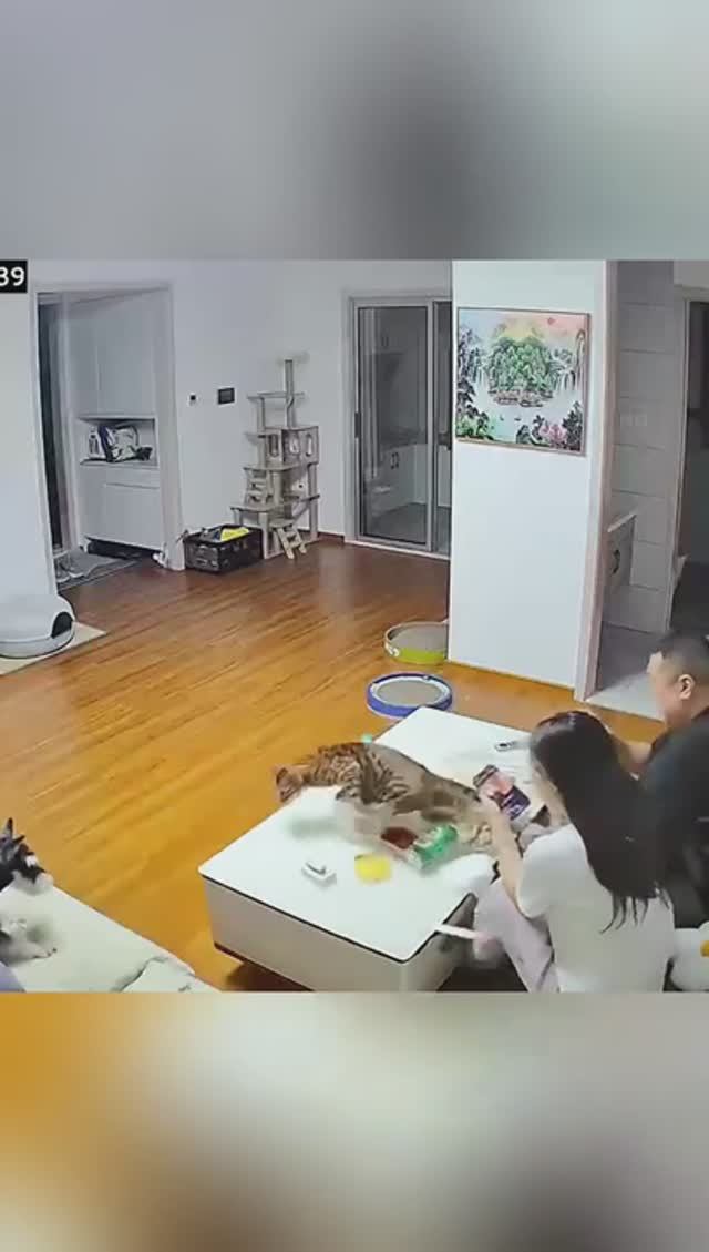 кошачий погром