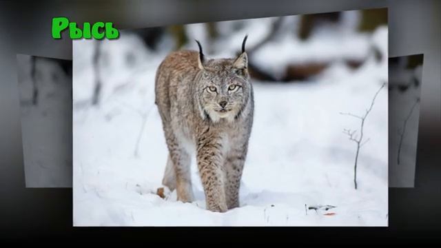 Как звери готовятся к зиме