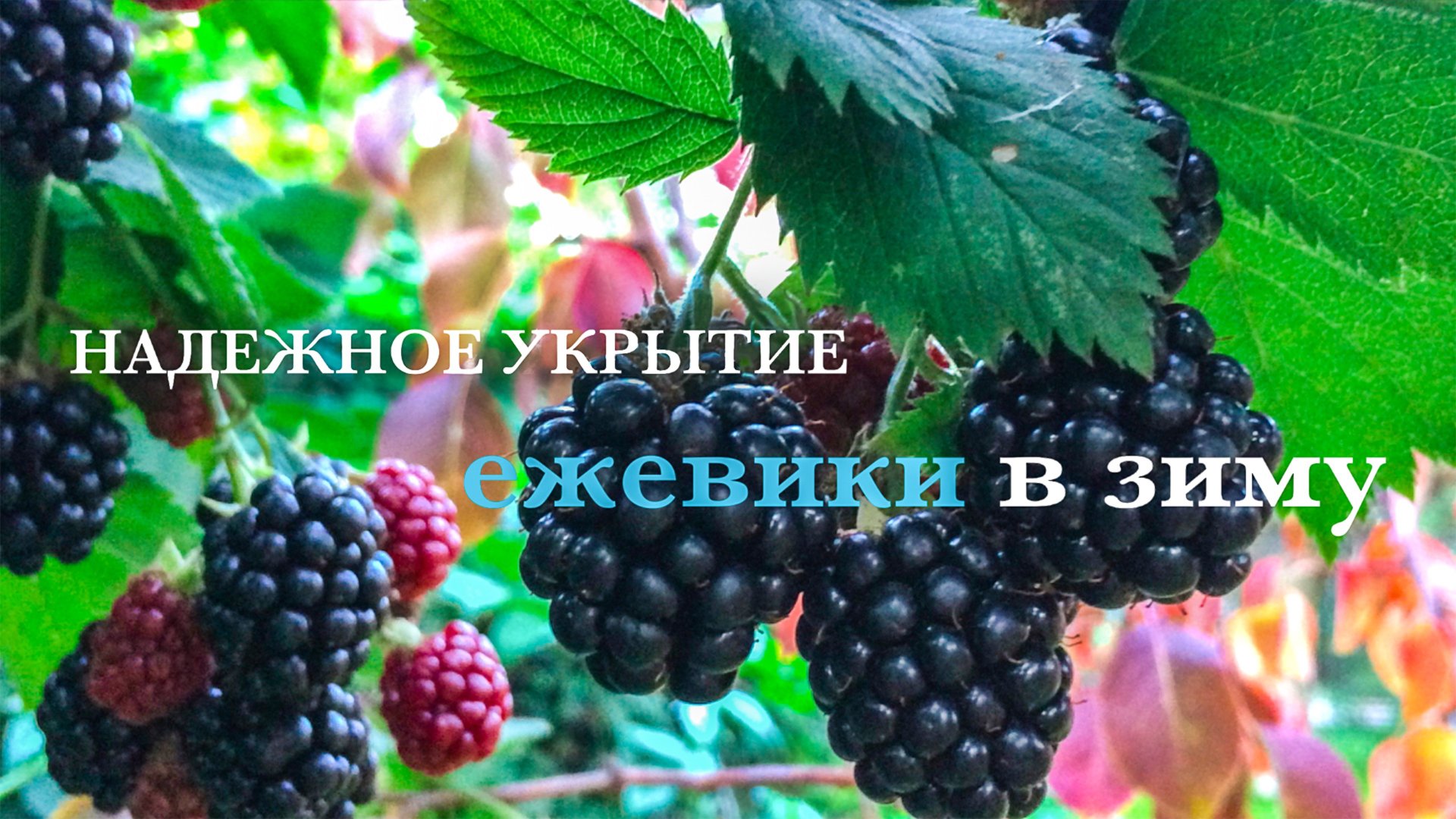 Надежное УКРЫТИЕ ЕЖЕВИКИ  в зиму