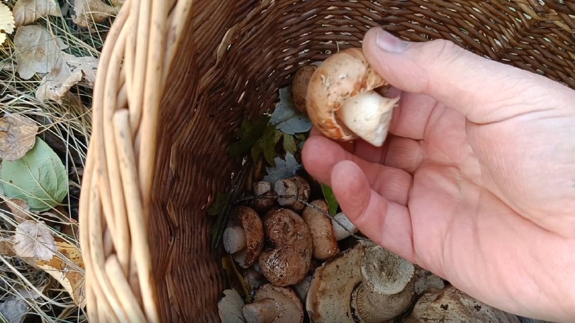 нашли первые подтопольники и встретили кабанчиков.