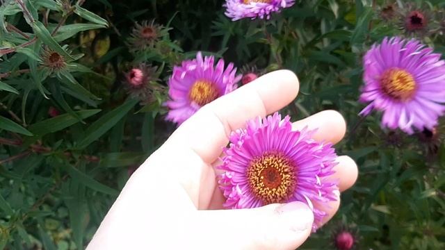 Цветение в октябре