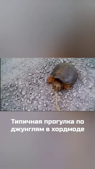 Pov: гуляешь по джунглям в хардмоде #meme #террария #terraria #мем