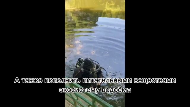 Биовосстановление прудов в парке Коломенское в рамках проекта "Спасем водоёмы России"