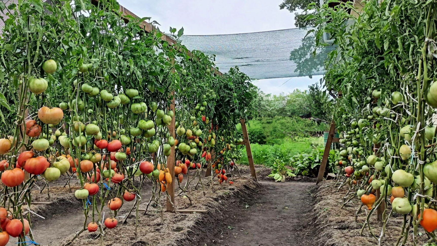 Урожайный сорт томата из Румынии