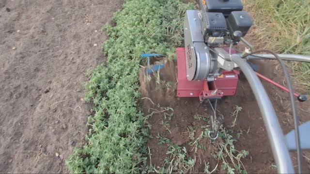 Заделка люпина под зиму