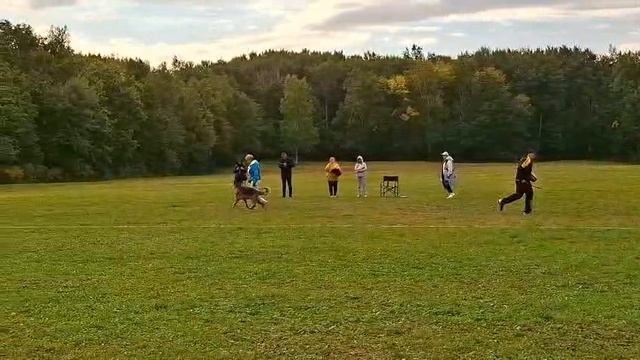 2 Отл. Yadviga s Bratskogo Vzmorja +++ №71. ХАБАРОВСК 20 сентября`25 Моно немецких овчарок