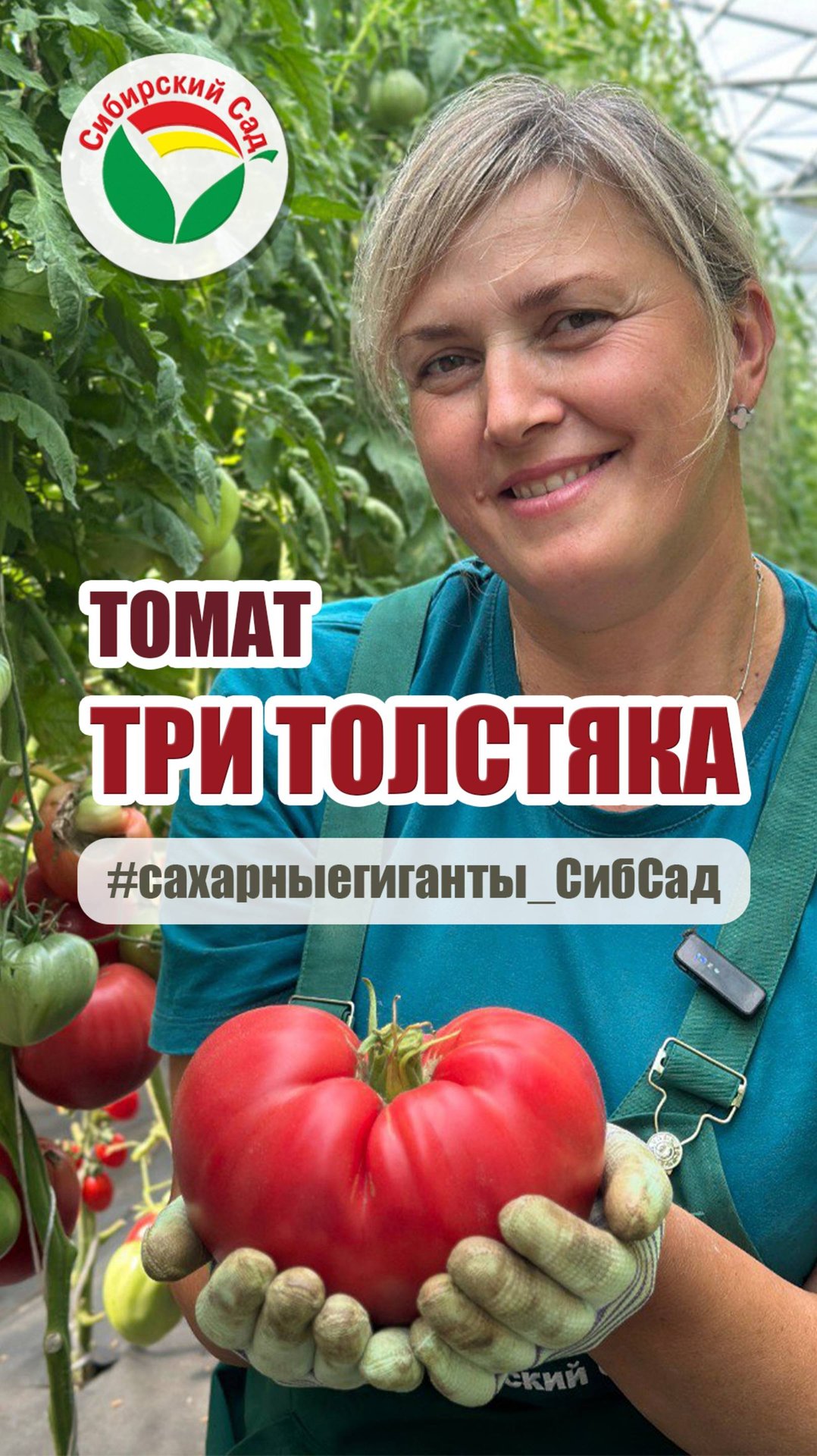 Томат Три толстяка
