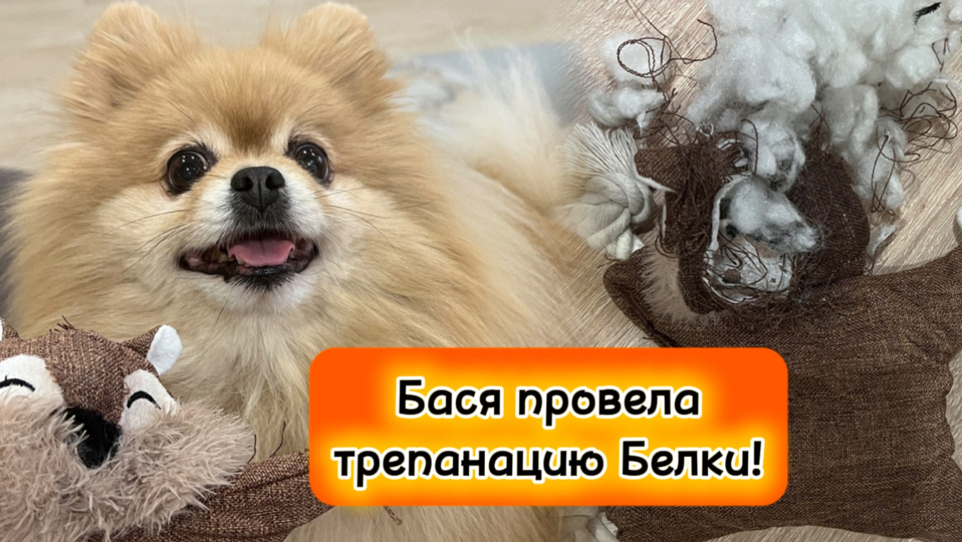 Бася провела трепанацию Белки!