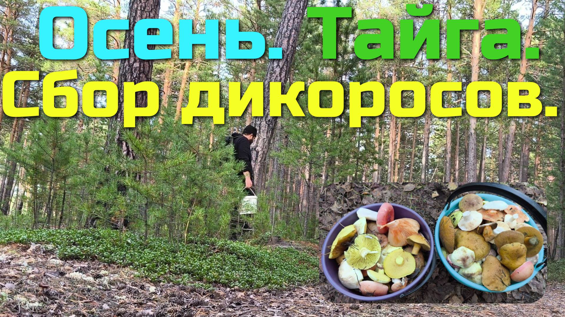 Сбор дикоросов в осенней тайге. Грибы, ягода, воздух, природная красота! Лучший отдых для души!