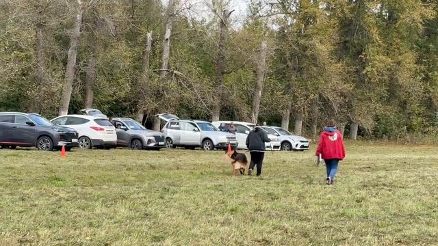 2 Отл. СС De Orse Mak Flai Istvud +++ №10. ЛИПЕЦК 20 сентября`25 Моно немецких овчарок