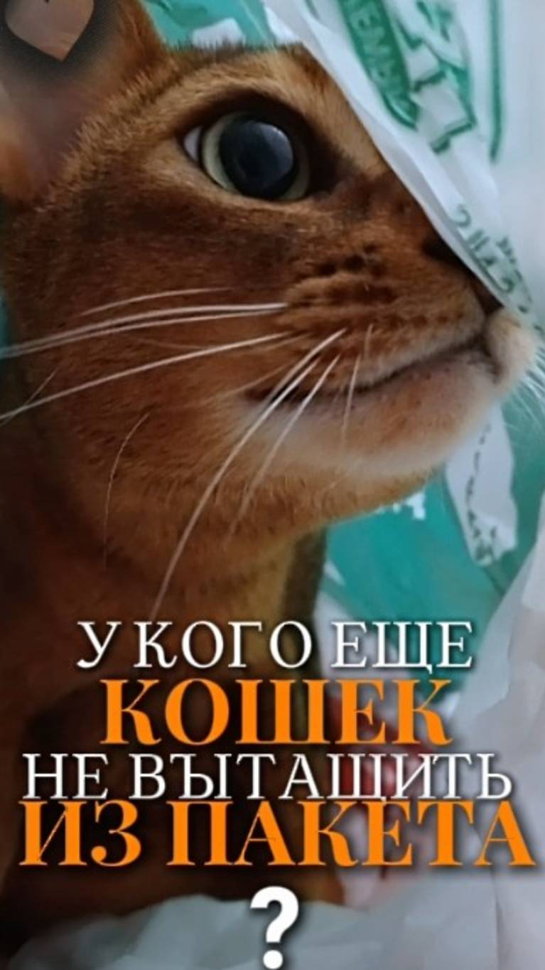 У кого ещё кошек не
вытащить из пакета? 
Аксинья Гаинцева 😺 И Софи к нам заглянула, в середине🐈⬛