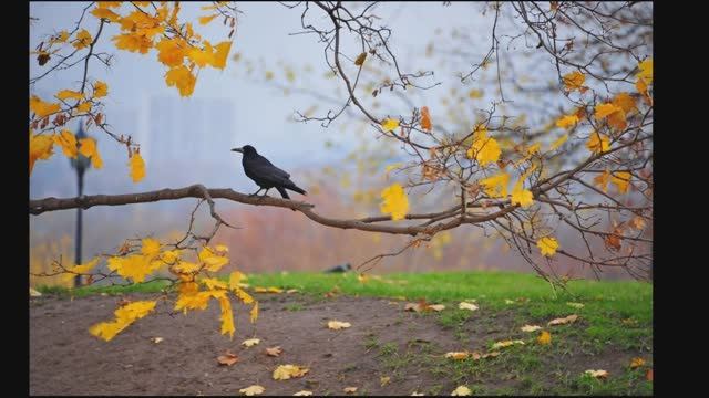 Октябрь. Осенняя Песнь. Петр Ильич Чайковский.