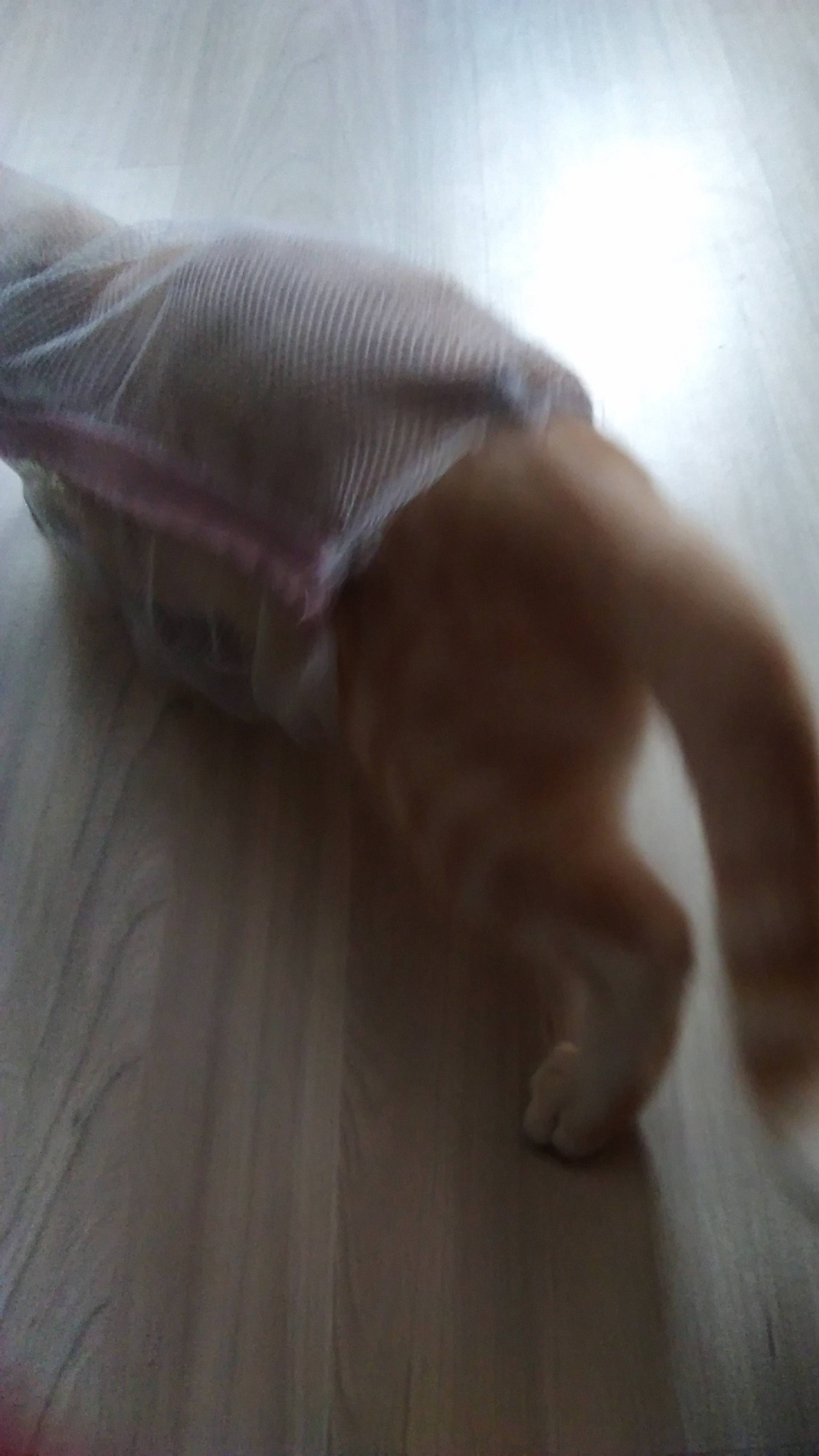 Кот в мешке 2!