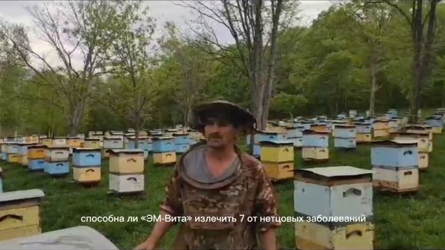Профилактика и лечение аскофероза и европейского гнильца с "ЭМ-Вита"