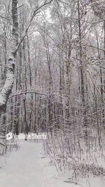 Зимой на велосипеде по лесу "Лужки" / снежная и морозная зима #велосипед #зима #велопоездка #туризм