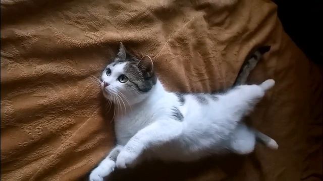 Когда мурчит кошка Грейси...🎶🎶🎶