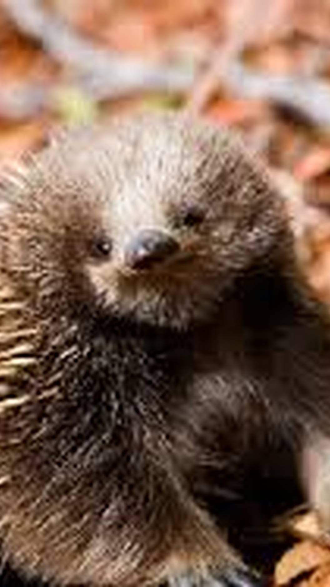 Сестра, совсем не похожая на утконоса.