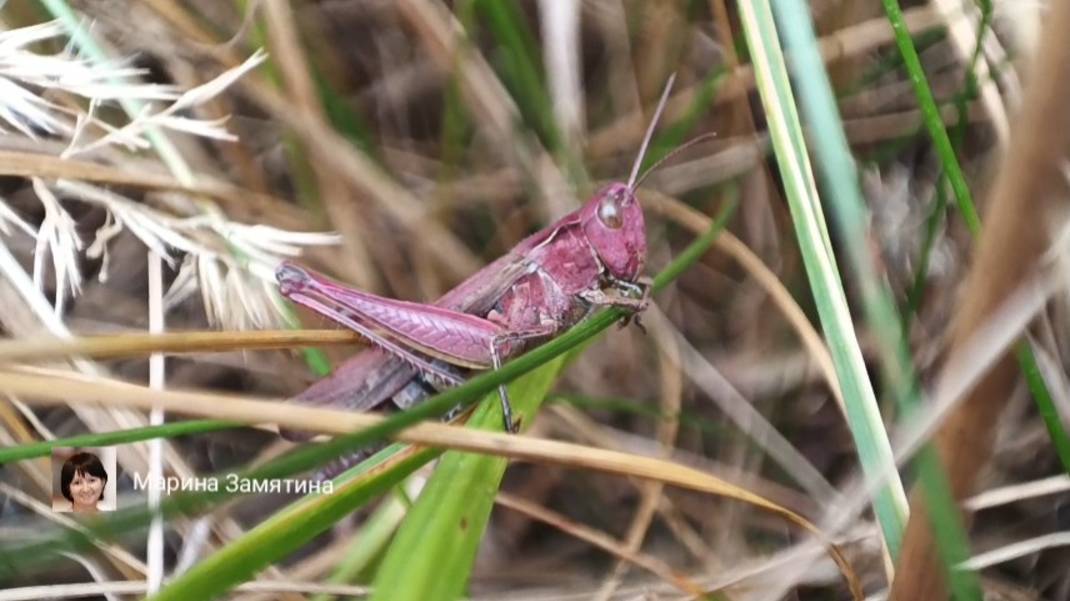 Встретить красного кузнечика — большая редкость.