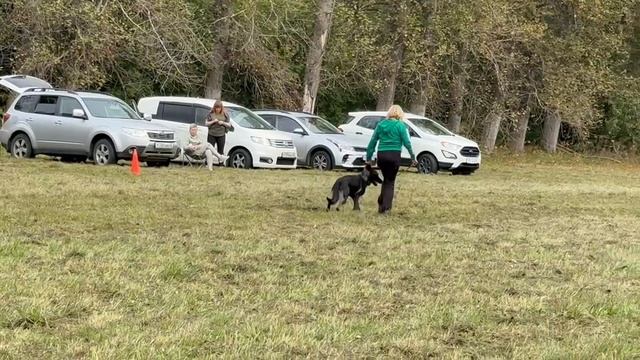 3 Отл. Nochnaya Vedma Eris so Slavjanskoi Dushoj +++ №28. ЛИПЕЦК 20 сентября`25 Моно немецких овчаро