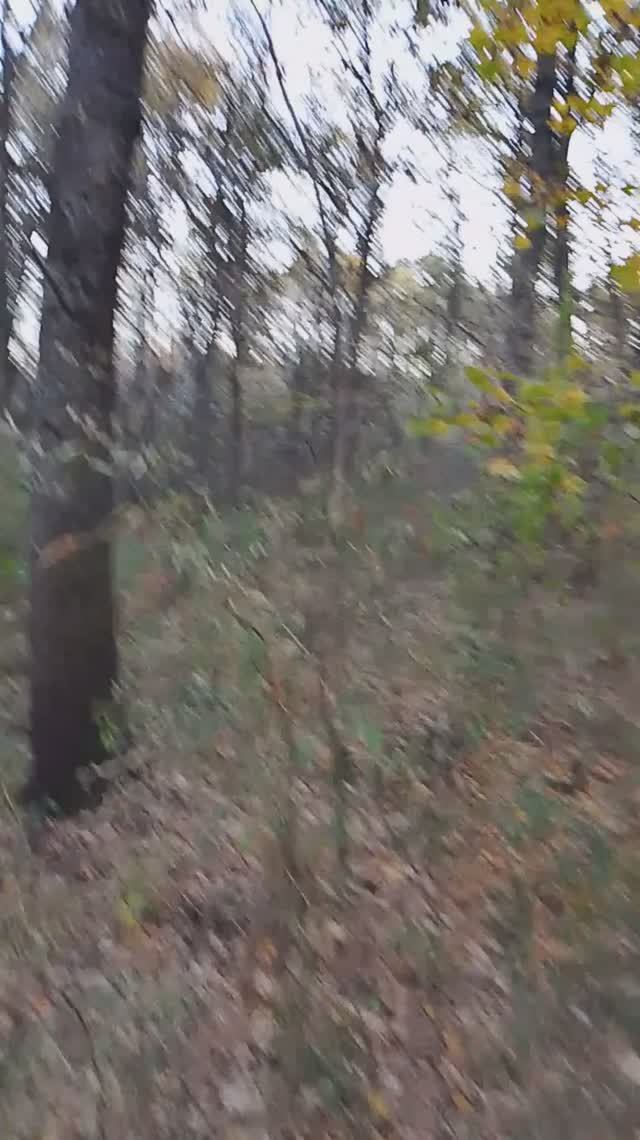 начало октября в лесу